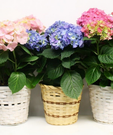 Hydrangea in Basket Blooming Plant in Daphne, AL - WINDSOR FLORIST