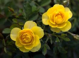 Yellow Sunblaze Rose Winter Hardy Shrub Rose in Culpeper, VA - ENDLESS ...